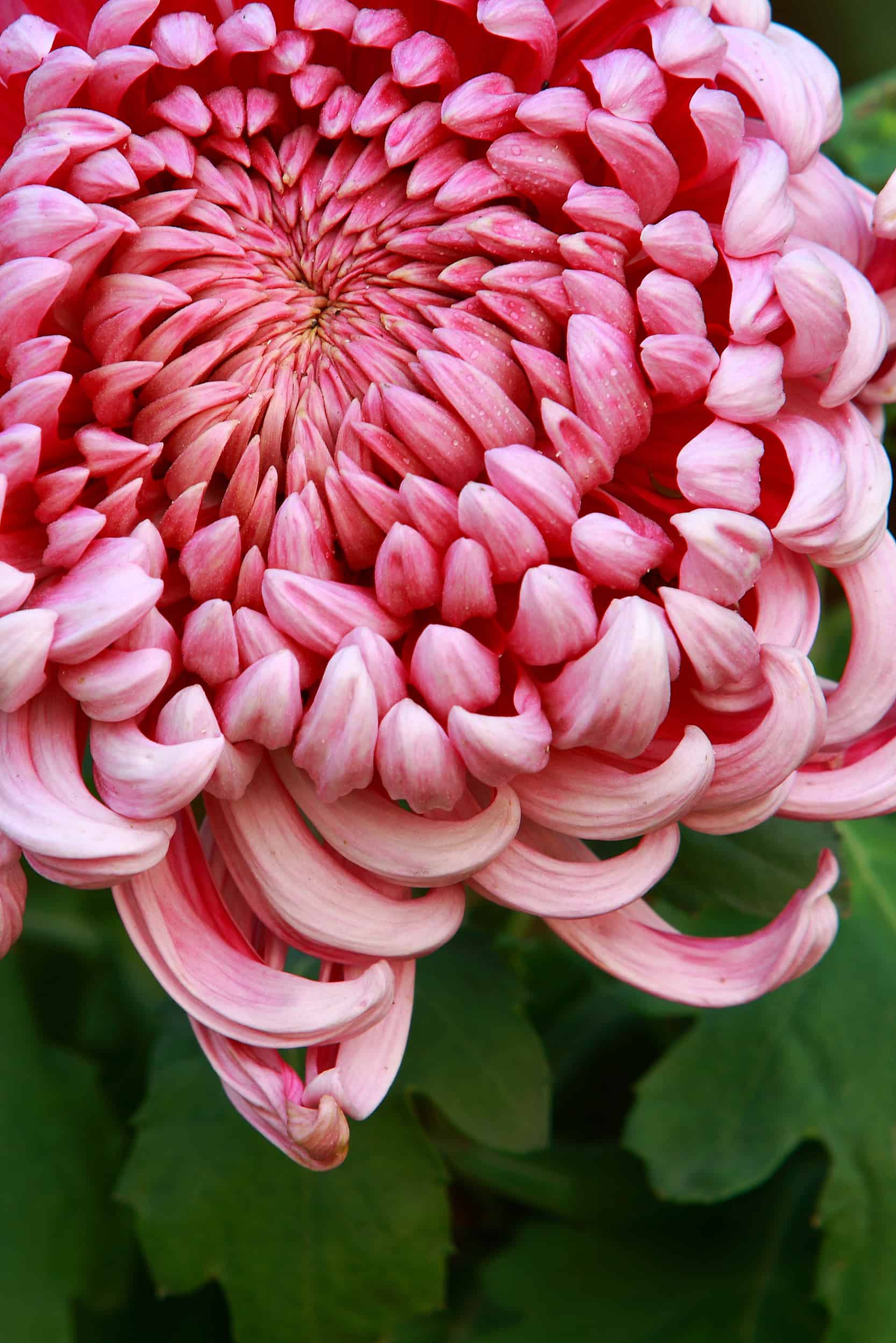 Enjoy Captivating Fall Chrysanthemums - Welke's House of Roses